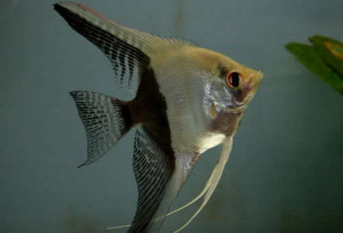 Veiltail Black and White Angel - Tropical Marine Aquatic