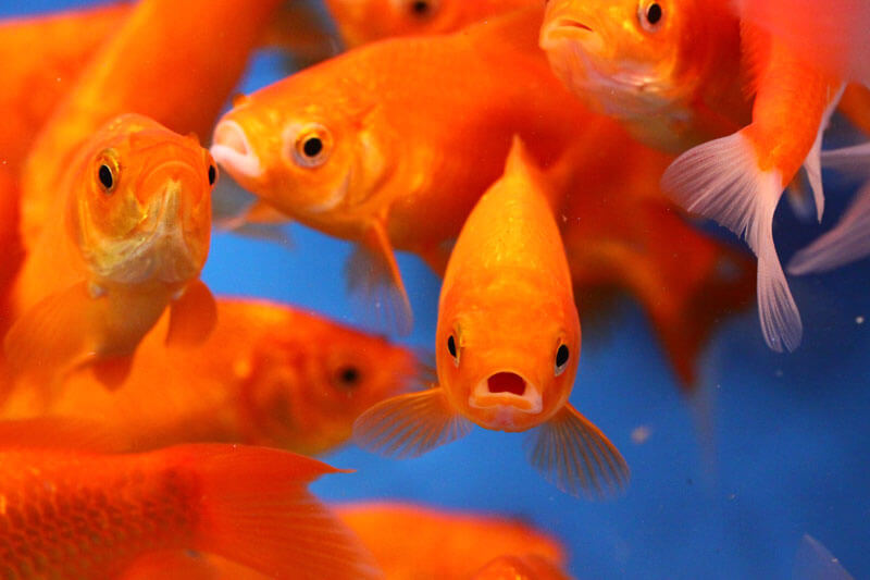 Comet Goldfish CAR. AURATUS Tropical Marine Aquatic