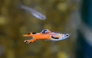Chilli Scarlet Endlers ( Poecilia wingei ) - Tropical Marine Aquatic