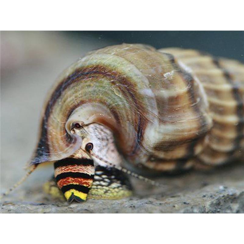 King Snail ( Neritina sp ) - Tropical Marine Aquatic